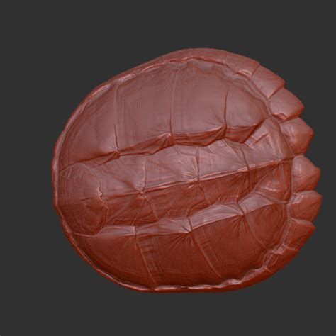 Obj File Scanned Model Of Snapping Turtle Shell 🐢 ・3d Printable Model To Download・cults