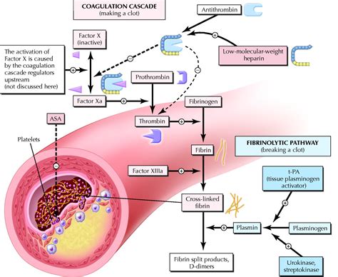 혈액응고 및 섬유소용해 Coagulation And Fibrinolysis 네이버 블로그