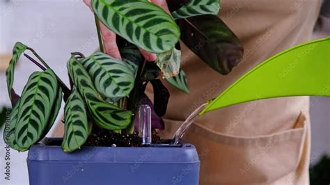 Pot For Plants With Automatic Watering Transplanting Calathea Into A