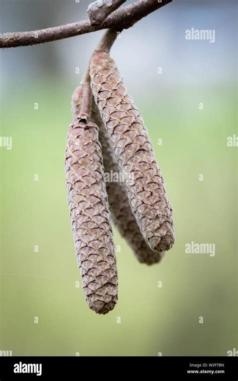 An Alder Tree Common Name Of A Genus Of Flowering Plants Alnus