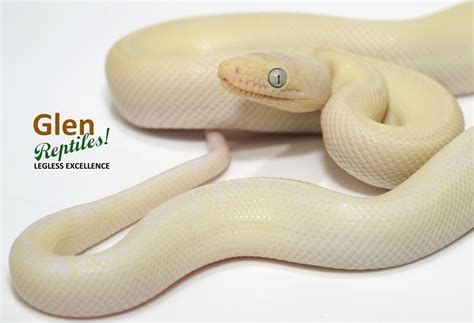 Blue Eyed Leucistic Crb Colombian Rainbow Boa By Glen Reptiles Morphmarket