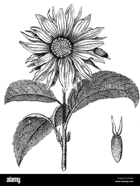 Helianthus Annuus Drawing
