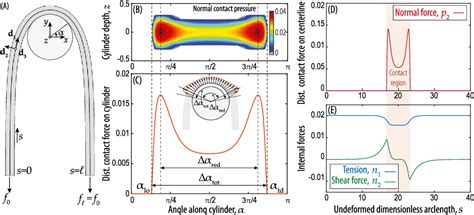 Figure 5 From An Elastic Rod In Frictional Contact With A Rigid