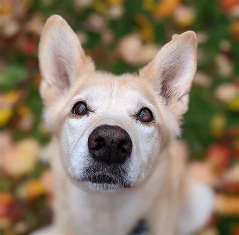 Skadi Gerdys Rescues And Adoptions