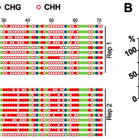 Bisulfite Sequencing Using Bisulfite Sequencing We Analyzed The Download Scientific Diagram