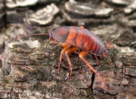 Oriental Cockroach Facts Diet Habitat And Pictures On Animaliabio