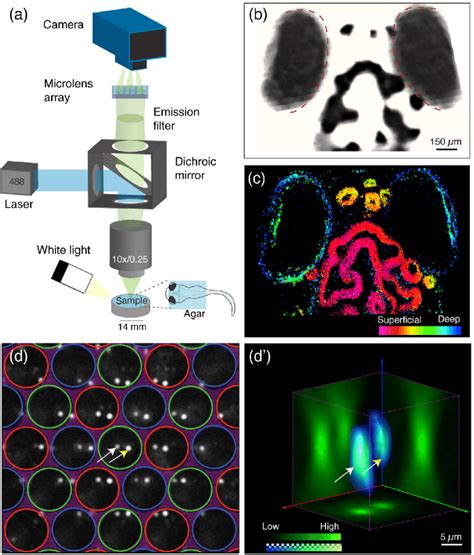 Light Field Microscopy Setup And Volumetric Imaging In Bright Field And Download Scientific