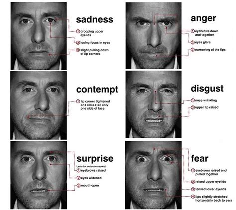 Emotions Revealed Resumen En Español