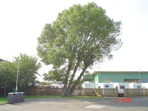 Mature Oak Pruning Homeowners Tree Advice Forum Arbtalk The