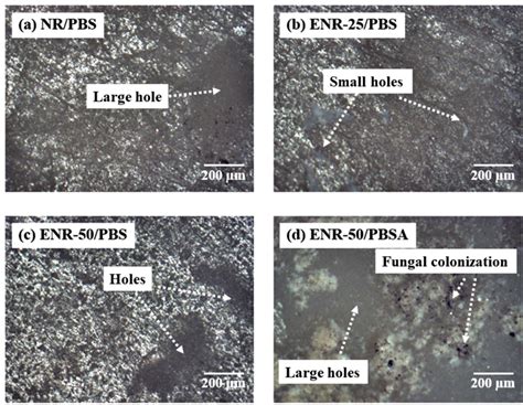 The Micrographs Of Dynamically Cured Rubberpolyester Blends Nrpbs
