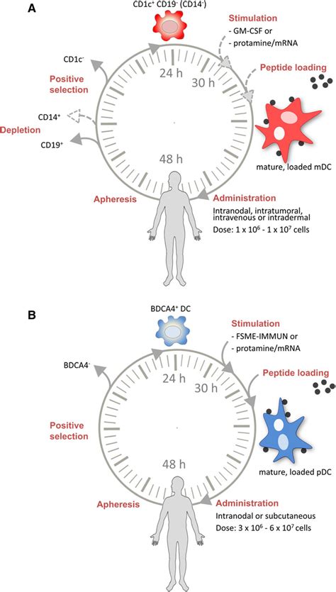 Production Protocols For Naturally Circulating Dendritic Cells