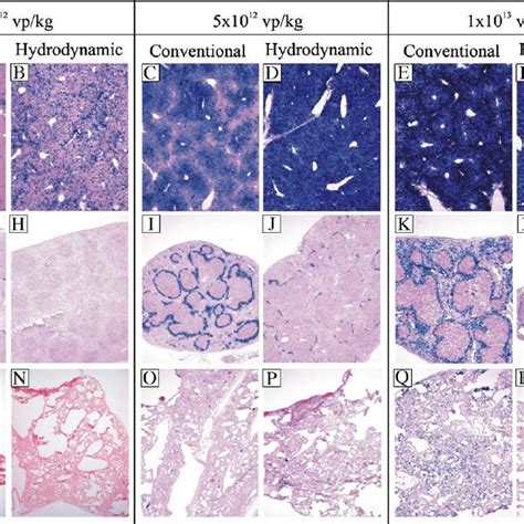 Dilution Effect Of Hydrodynamic Injection Download Table