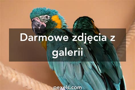 800 000 Najlepszych Zdjęć Z Kategorii Cute Tree Ppt Background · Do Pobrania Całkowicie Za