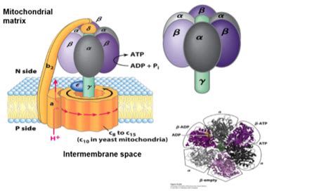 Lecture 35 Oxidative Phosphorylation Diagram Quizlet