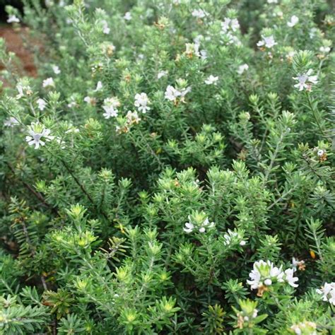 Coastal Rosemary Growing Conditions At Christopher Romero Blog