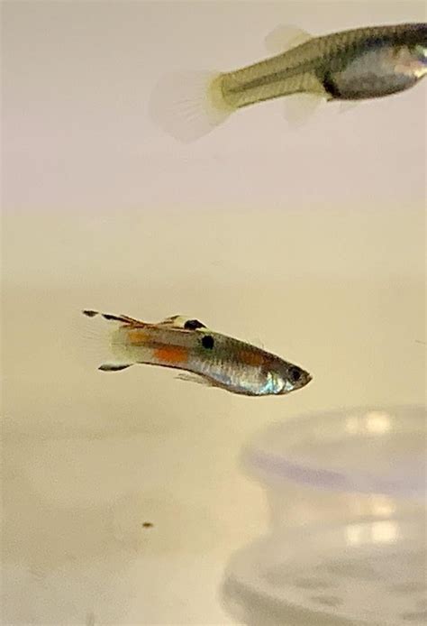 Endler Identification Rfish