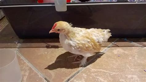Gender Of 6 Week Old Chicks Backyard Chickens Learn How To Raise