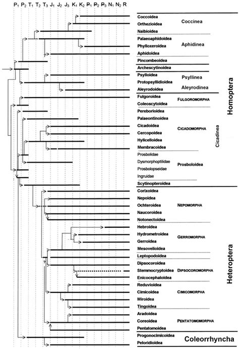 Reconstruction Of The Phylogeny Of Homoptera And Related Insects