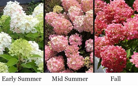 Buy Fire Light Tidbit Hydrangea Free Shipping Wilson Bros Gardens