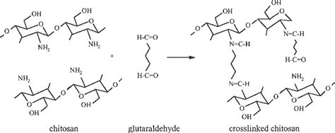 Scheme 1 Possible Crosslinking Reaction Of Chitosan With