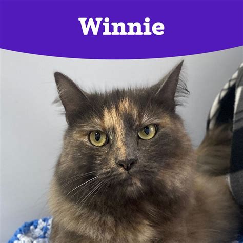 Dorset 🌟 Spotlight Saturday Meet Winnie 🌟 Winnie Is A Sweet And