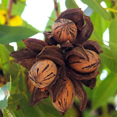 Benefits Of The Pecan Tree Seedlings Tn Nursery