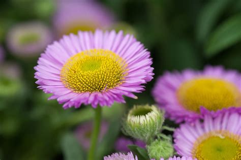 37 Facts About Erigeron