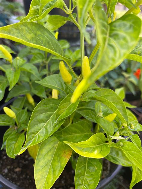 Hawaiian Chili Pepper Seeds Capsicum Fruitescens Etsy