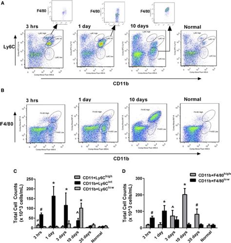Differential Ly6c Expression After Renal Ischemia Reperfusion Identifies Unique Macrophage