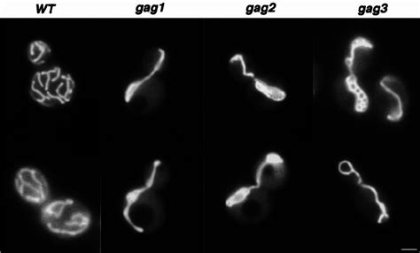 Gag Mutants Display Abnormal Mitochondrial Morphology Wild Type