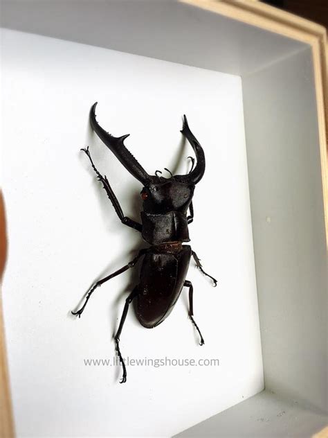 Hexarthrius Manibularis ด้วงคีมตัวเขาขนาดใหญ่น่าเกรงขามจริงๆ ค่ะ น่าจะลงหน้าร้านได้ประมาณสัปดาห์