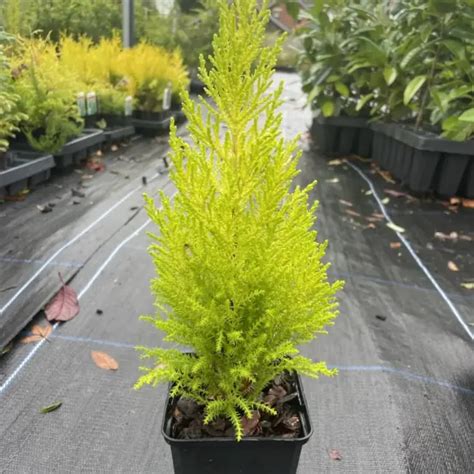 Monterey Cypress Wilma P9 Yarrow Gardens
