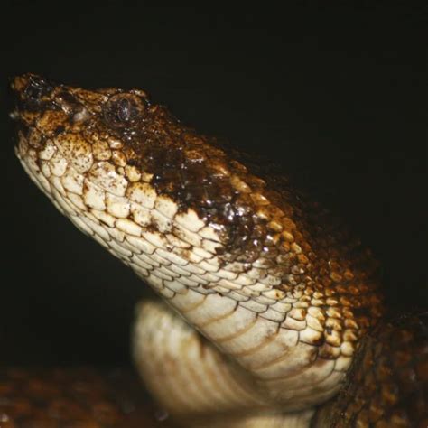 Ryukyu Island Pit Viper Facts Diet Habitat And Pictures On Animaliabio