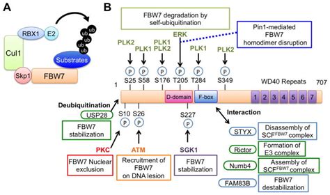 Physiological Functions Of Fbw7 In Cancer And Metabolism Pmc