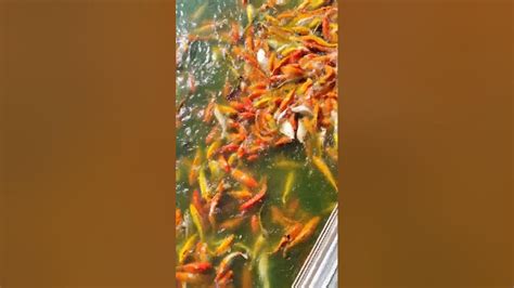 Ikotin Natin Ang Nuvali Youtube