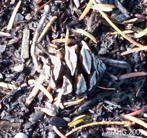 Specimen Trees Name That Plant