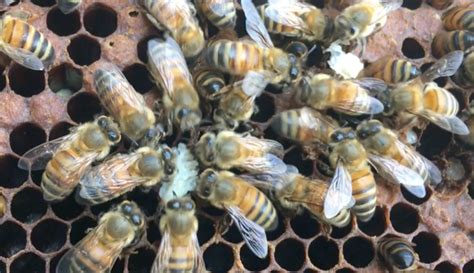 Brood Affects Hygienic Behavior In The Honey Bee Hymenoptera Apidae