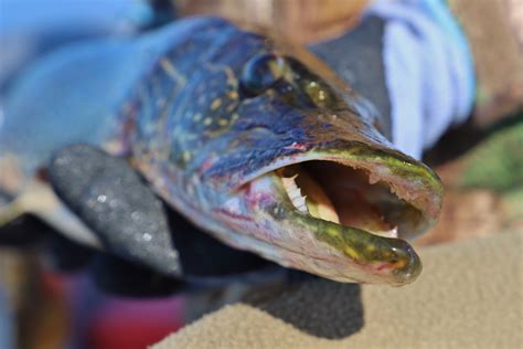 Northern Pike Teeth