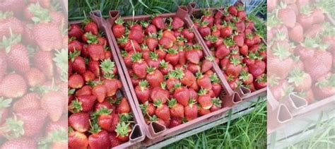 Продам клубнику купить в Самаре | Товары для дома и дачи | Авито