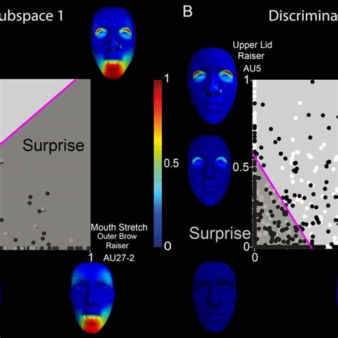 1 Evolution Of The Supragranular Layers Sgl Of The Cortex