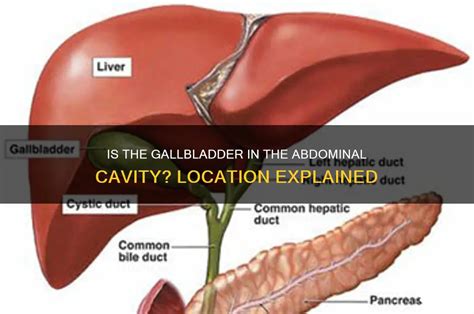 Is The Gallbladder In The Abdominal Cavity Location Explained Medshun