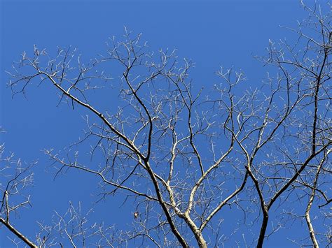 Worm Moon Lunar Eclipse After Midnight Northeast Pa Mike Pontrelli