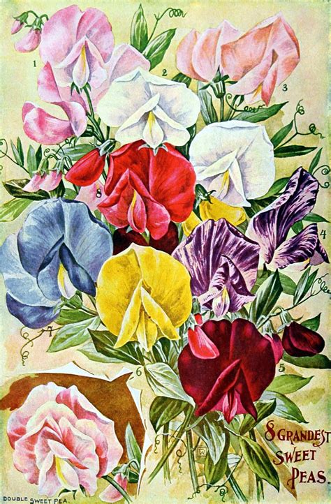 Vintage Sweet Peas Garden Catalog Blank Note Card Spring Birthday