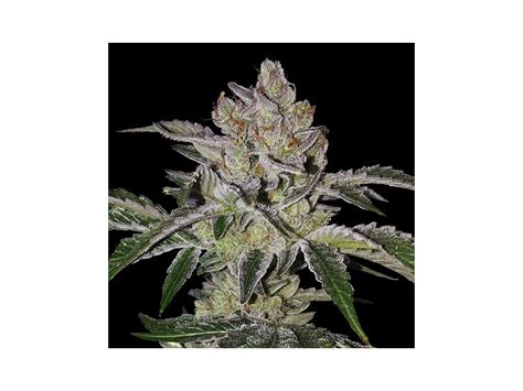 Mon Cherry Right Bank Seeds