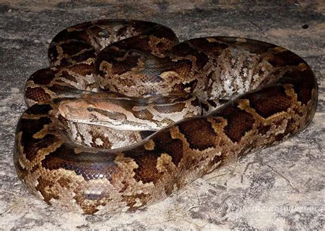 Assam Massive Python Rescued In Udalguri District
