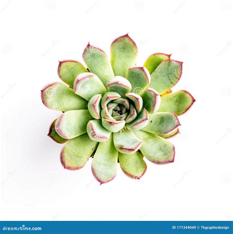 Tiny Succulent Plant On White Background Echeveria Derenmensis Stock Image Image Of Flora