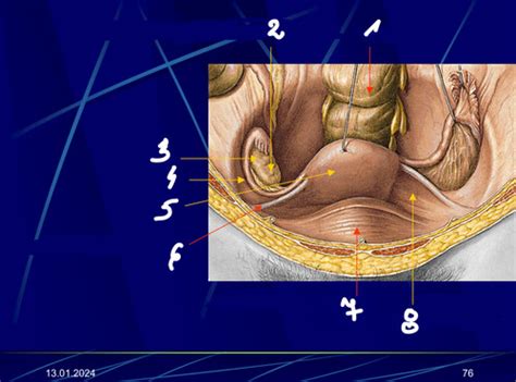 Fiszki Anatomia Egzamin Quizlet