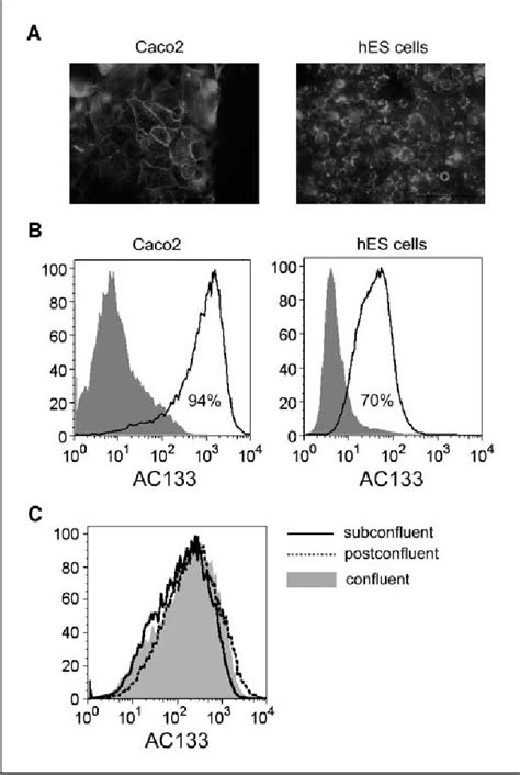 Figure 1 From Cell Cycle Dependent Variation Of A Cd133 Epitope In