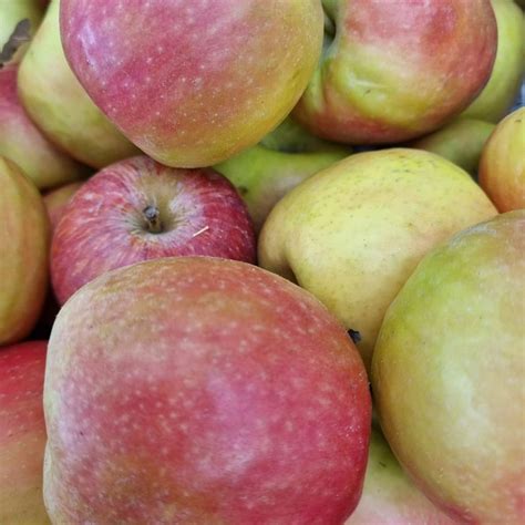 תפוח עץ פינק ליידי להזמנה אונליין טבעי לקנות כאן Fruitim