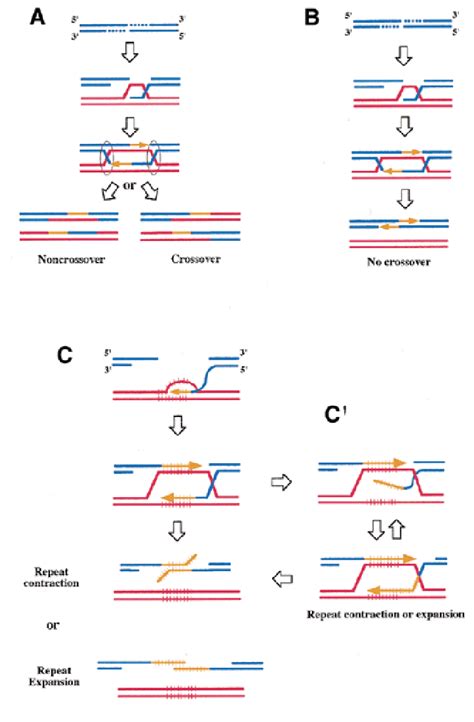Recombination Models In All Models Gene Conversion Is Initiated By A Download Scientific